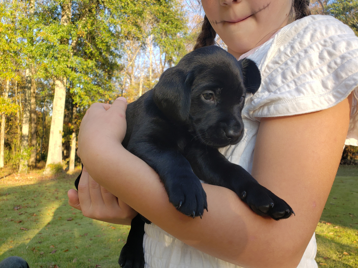 AKC Labrador Retriever Puppies Gallery