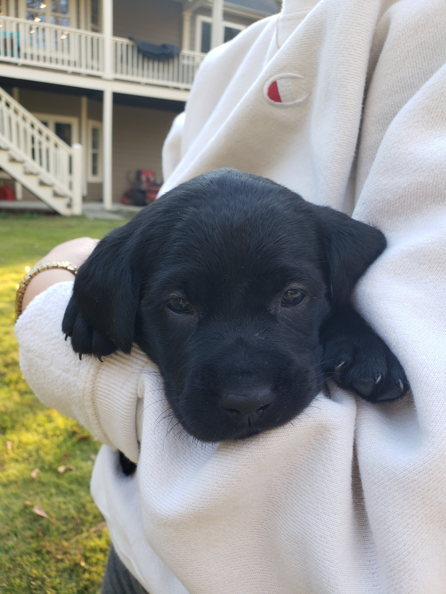 AKC Labrador Retriever Puppies Gallery