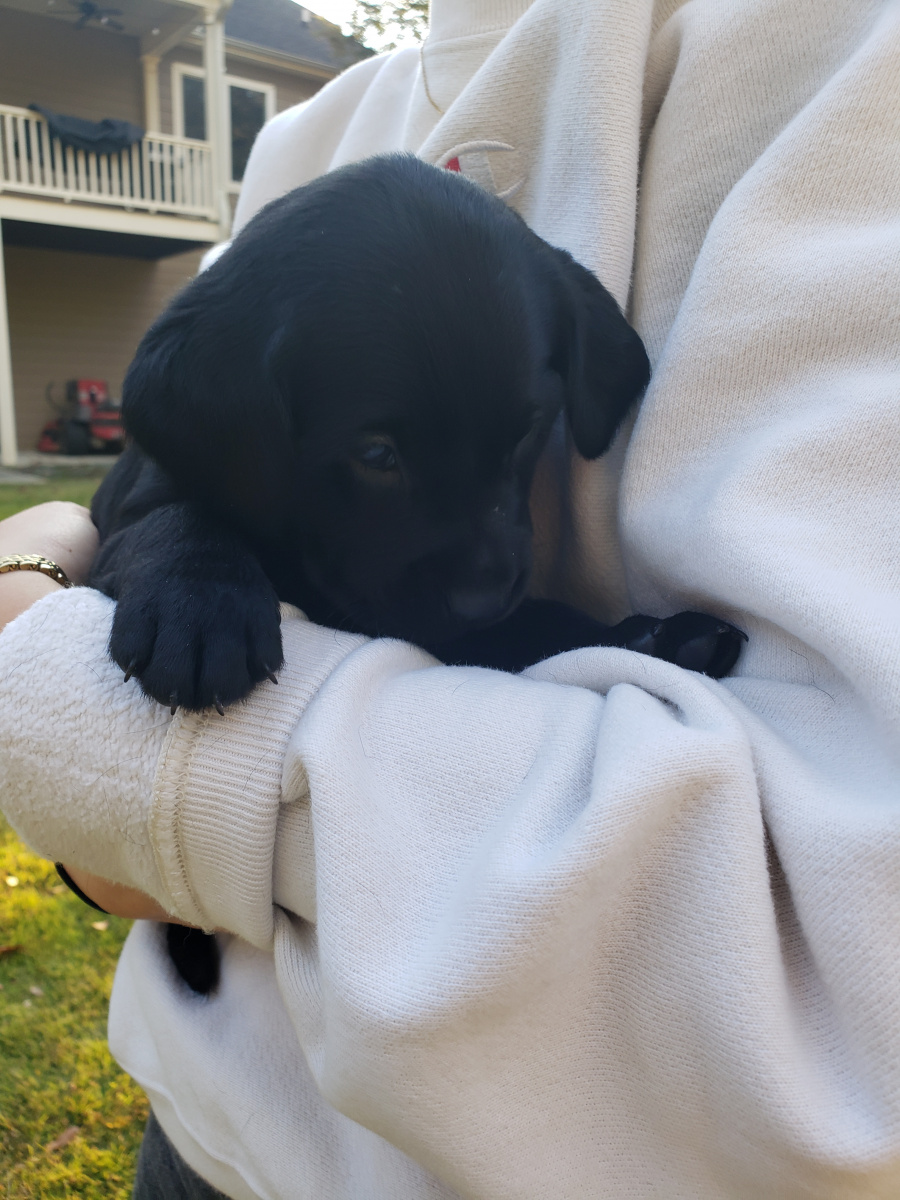 AKC Labrador Retriever Puppies Gallery
